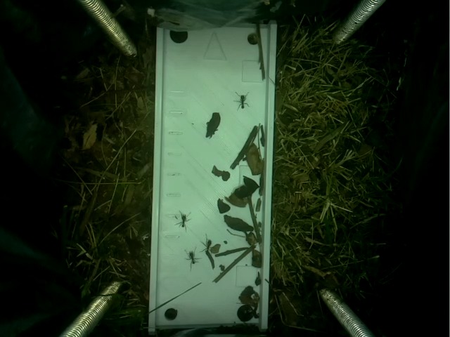 Ant Tracking Object Detection Model by Data Annotation