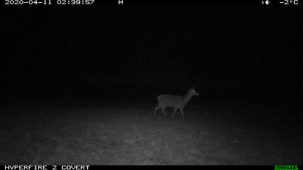 roe deer Object Detection Dataset by ai prj