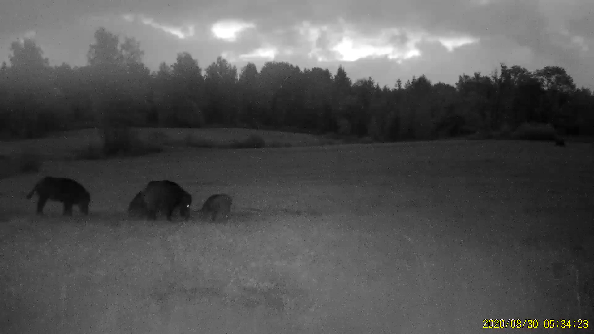 animal detection Object Detection Dataset by ai prj