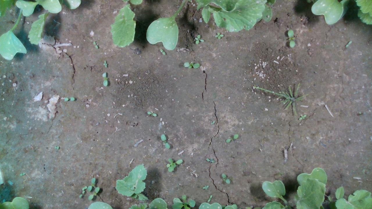 Weed Detection Object Detection Dataset And Pre Trained Model By Nancy