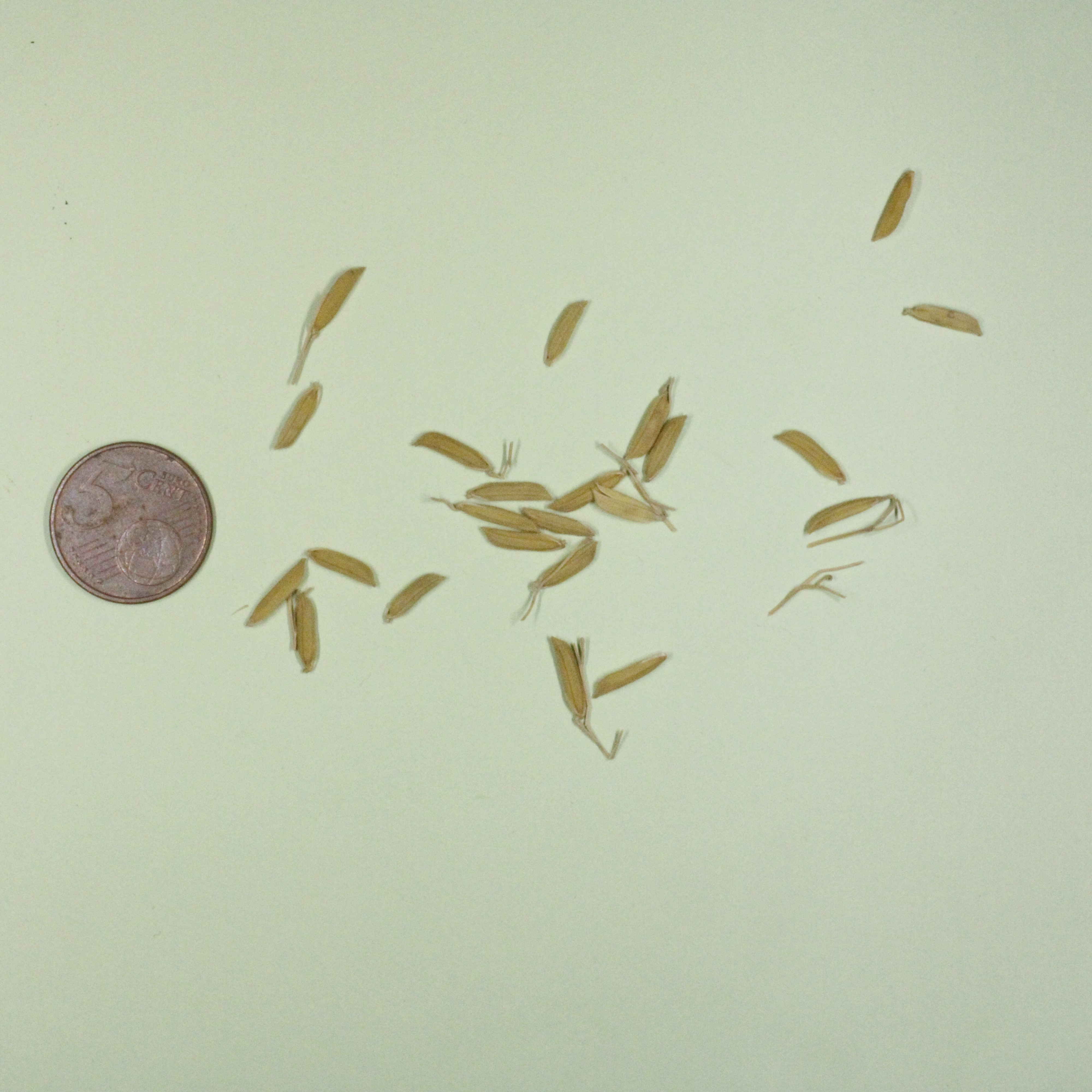 Counting Seed Object Detection Model by seed