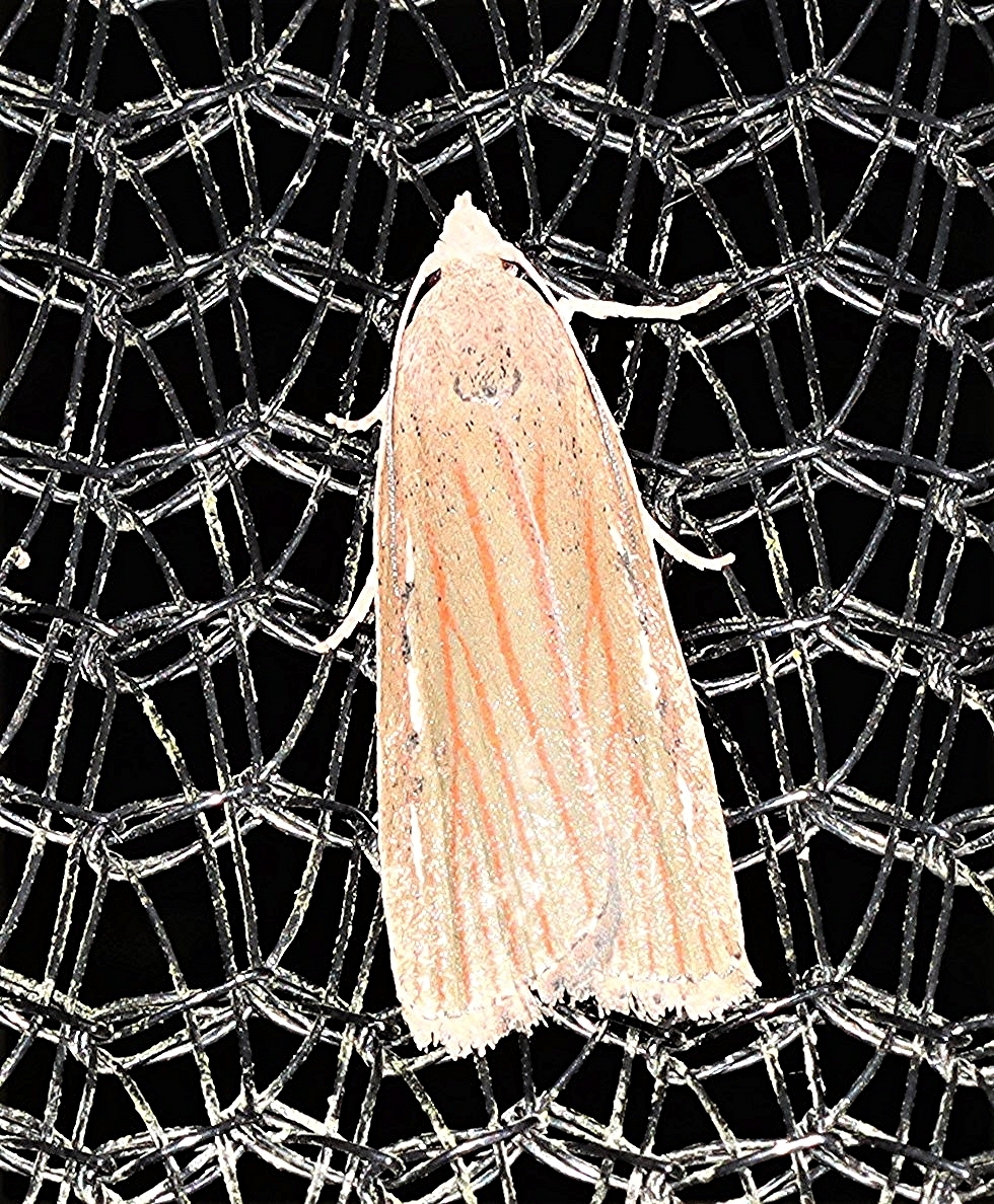 OPA 2.00.2 Dataset 2 (V2) Object Detection Dataset by Opa Gangnam style