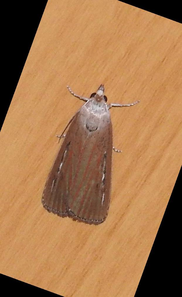 Oil Palm Assistant Object Detection Model (v8, 2025-06-22 4:14pm) by ...