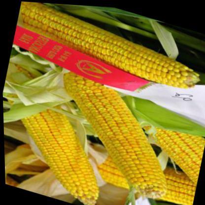 WHEAT-CORN Object Detection Model by blind spot