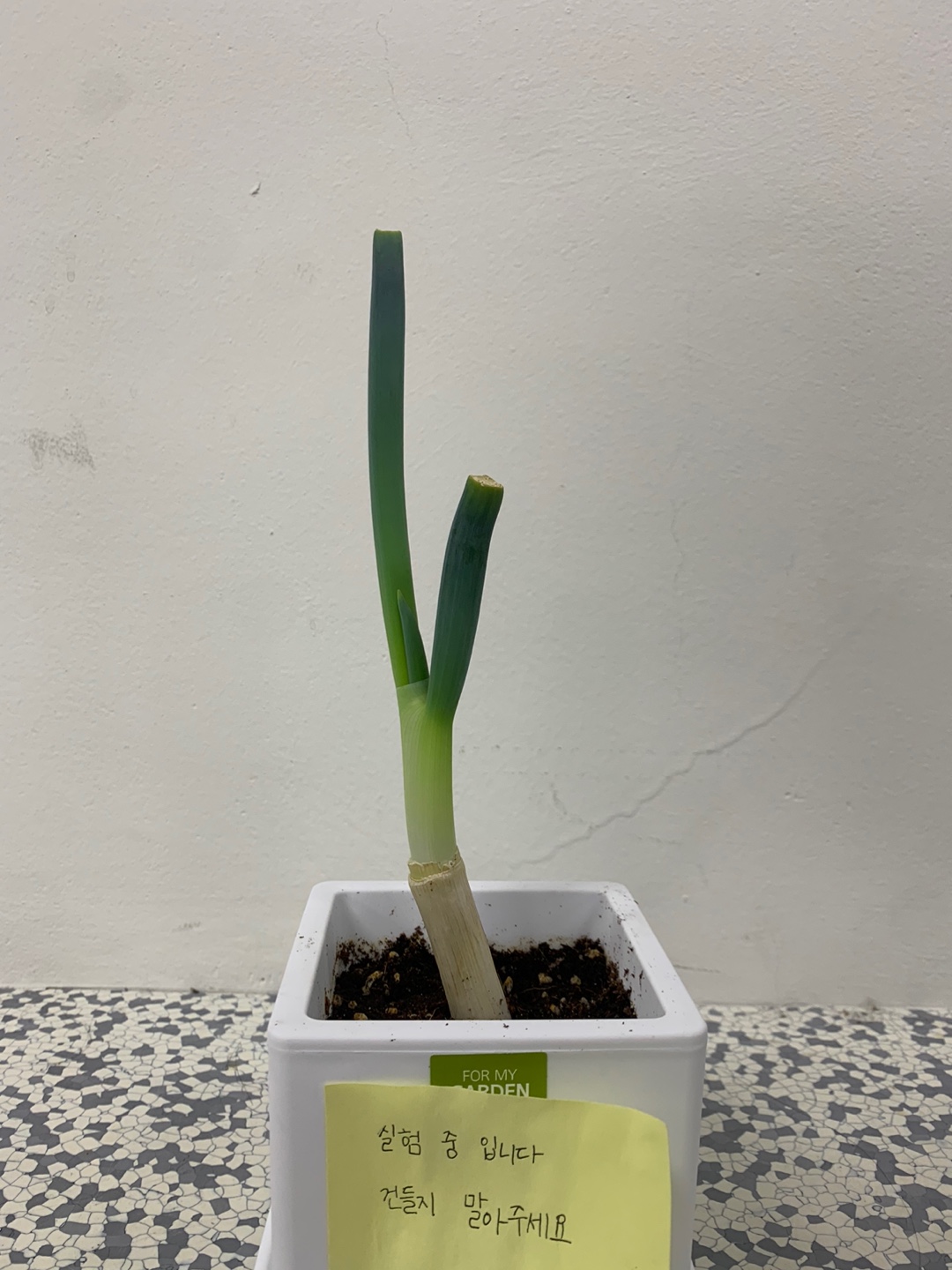 apple_onion Object Detection Model by applepi