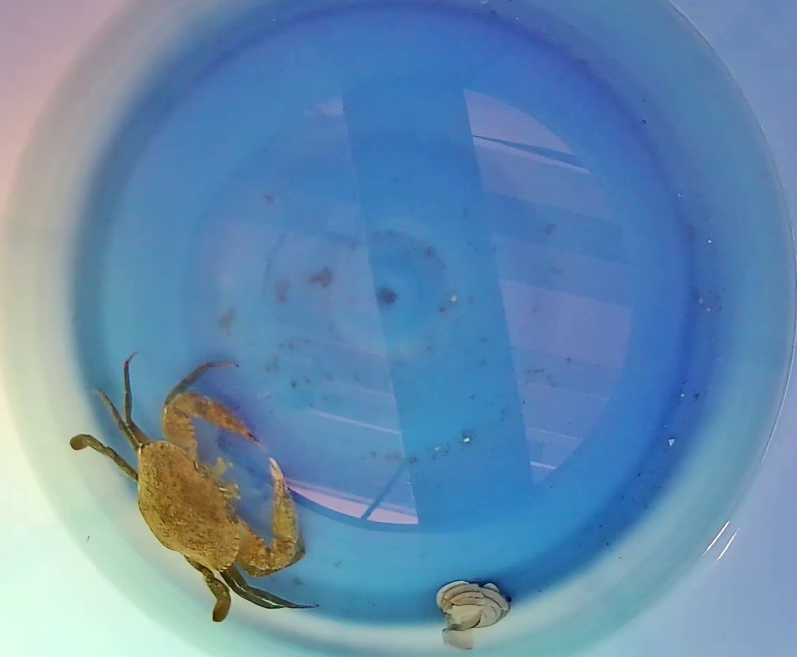 Crab Molting Object Detection Dataset By Djoetta Huang