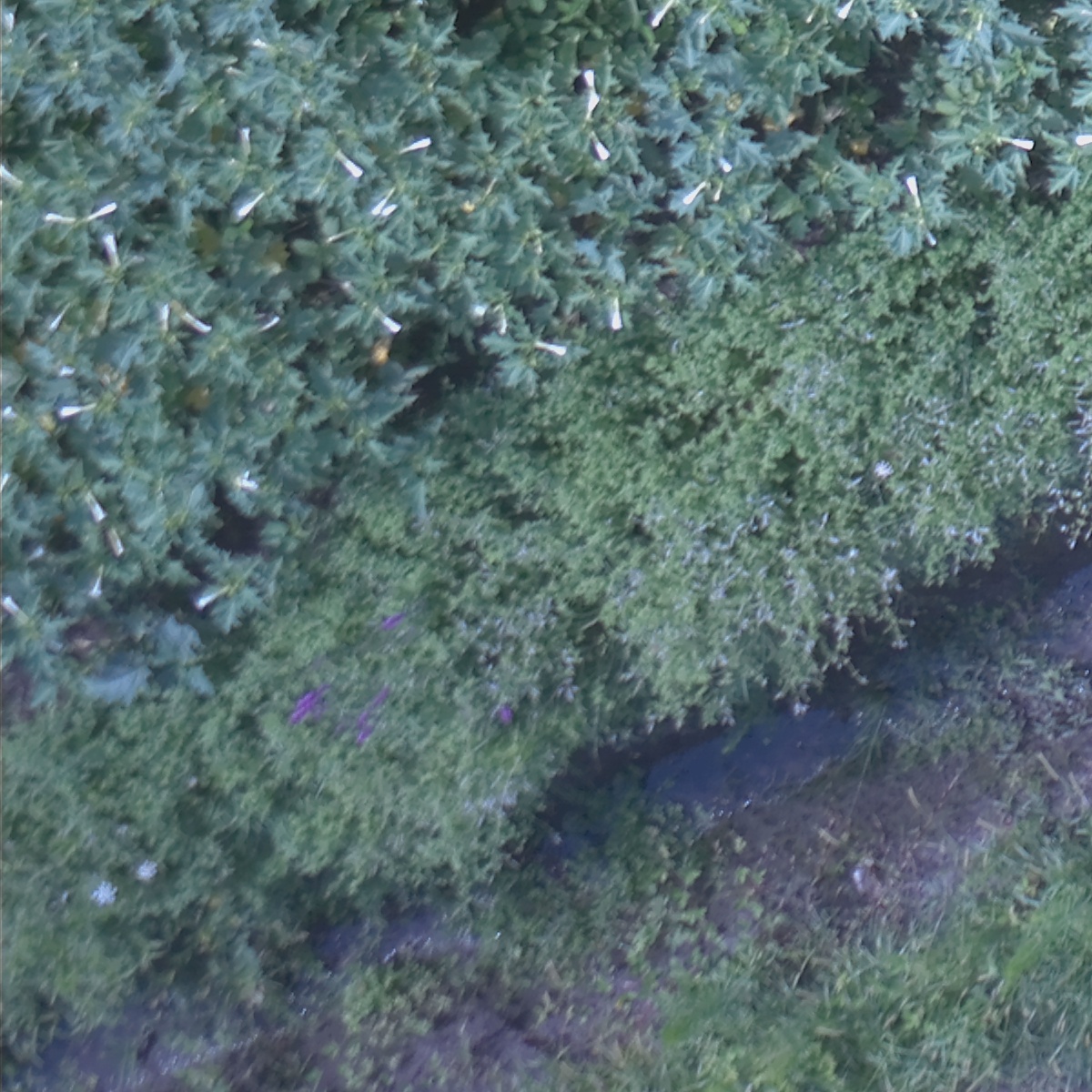 2daturas Object Detection Dataset By New Workspace Wnieo