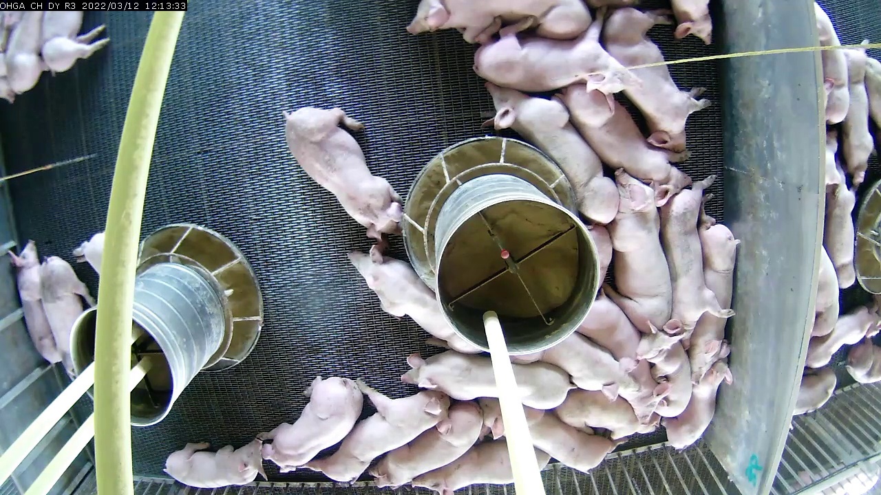 Pig Object Detection Dataset by Li-Yao,Tseng