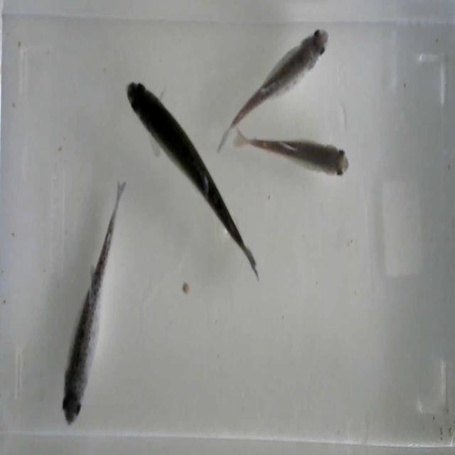 Juvenile Fish Object Detection Dataset by JuvenileFishCounting