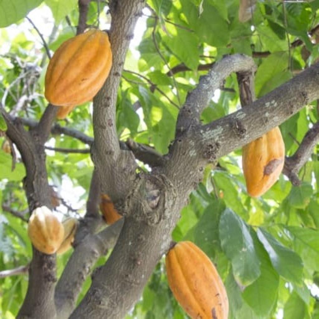 MEDIA V4 Object Detection Model by MEDIA V4