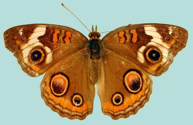 How to Use the Butterfly Object Detection API