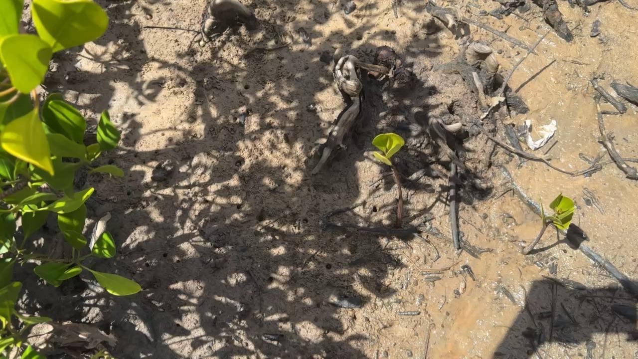 tree counter Object Detection Dataset by test treeset