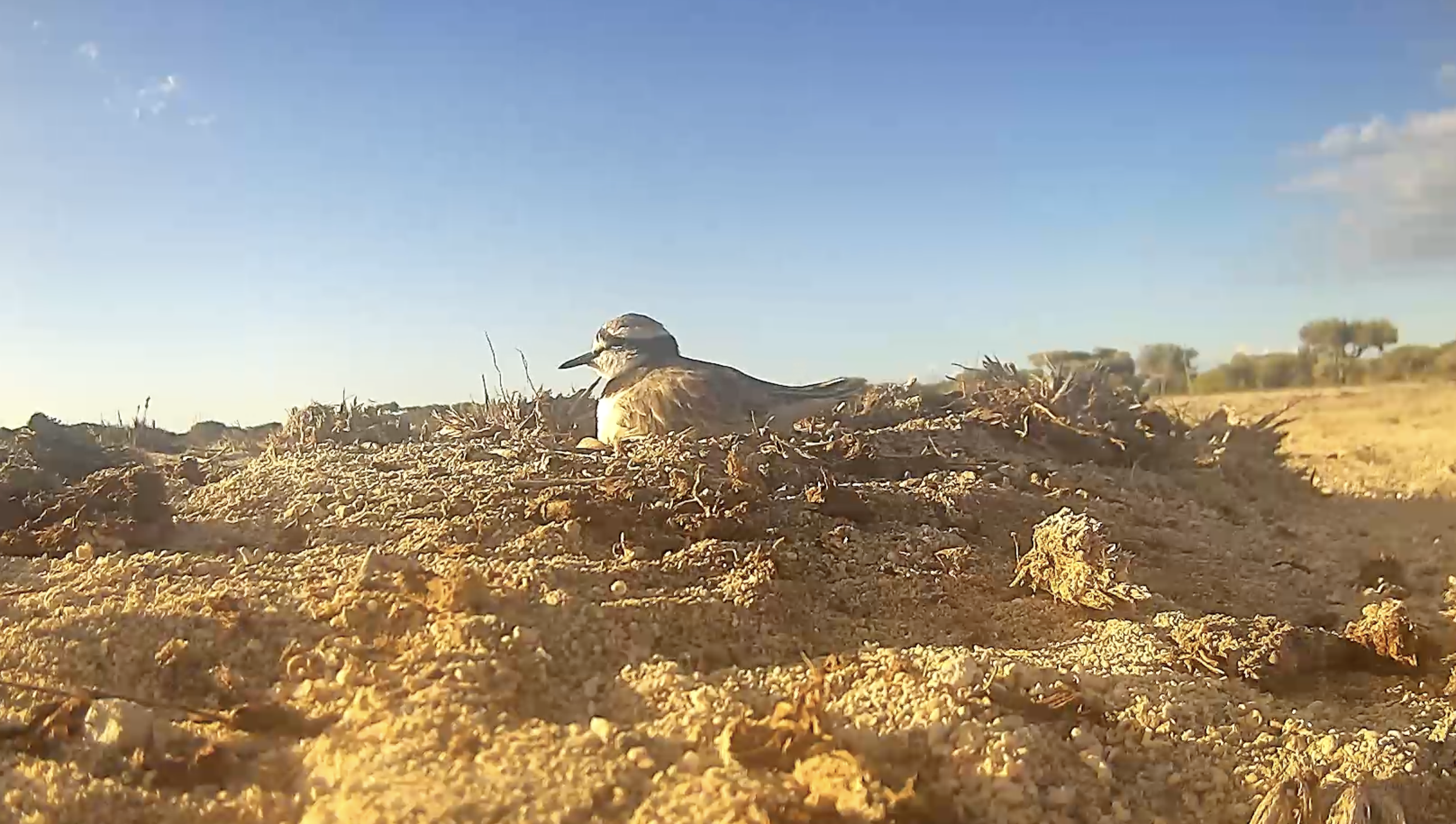 Madagascar Plover Object Detection Dataset by youns
