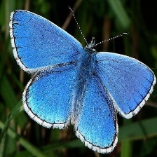 Butterfly Classification Dataset by New