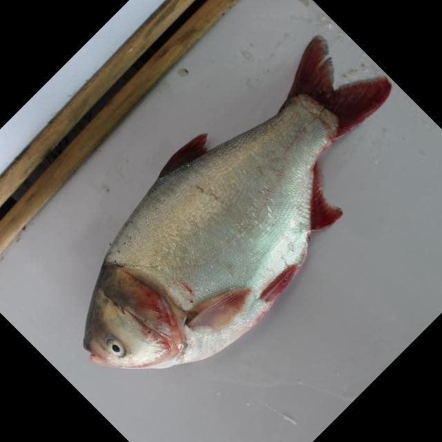 fish-dataset-v2 Object Detection Dataset by FAIZU