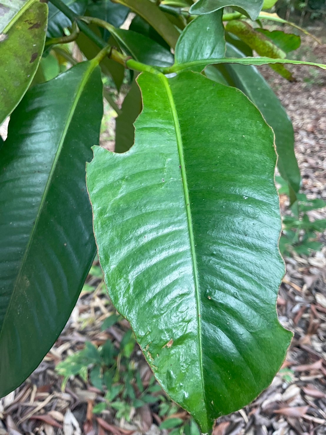 Leaf Object Detection Dataset By Leaf Disease