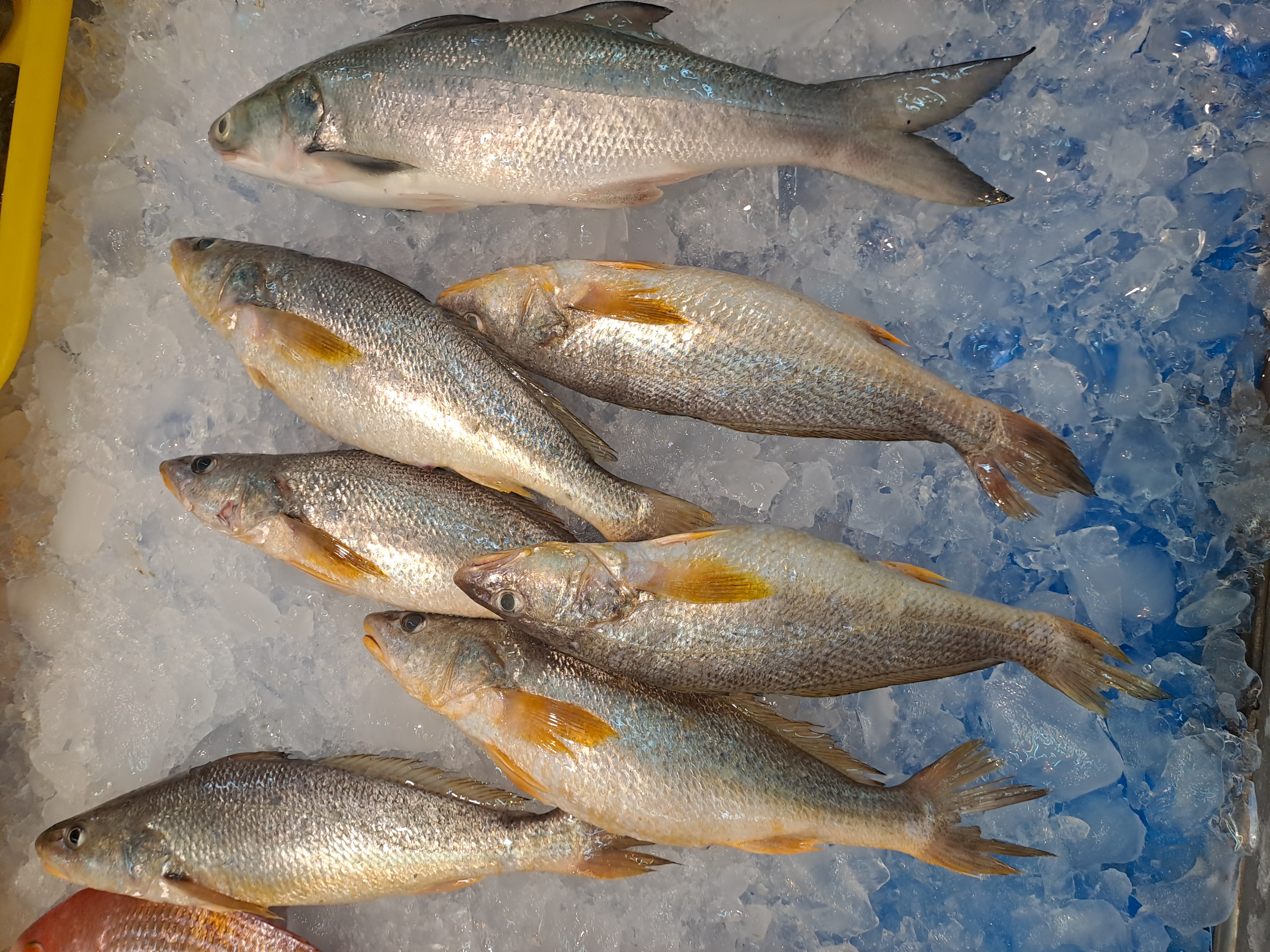 fish_test Object Detection Model by National Pingtung University