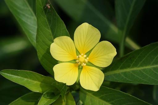 flowerDetecter-v2 Object Detection Dataset and Pre-Trained Model by MY STUFF