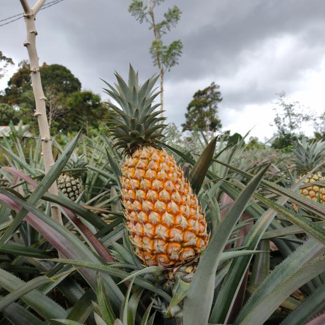 PINEAPPLE Object Detection Dataset by PERTIBA