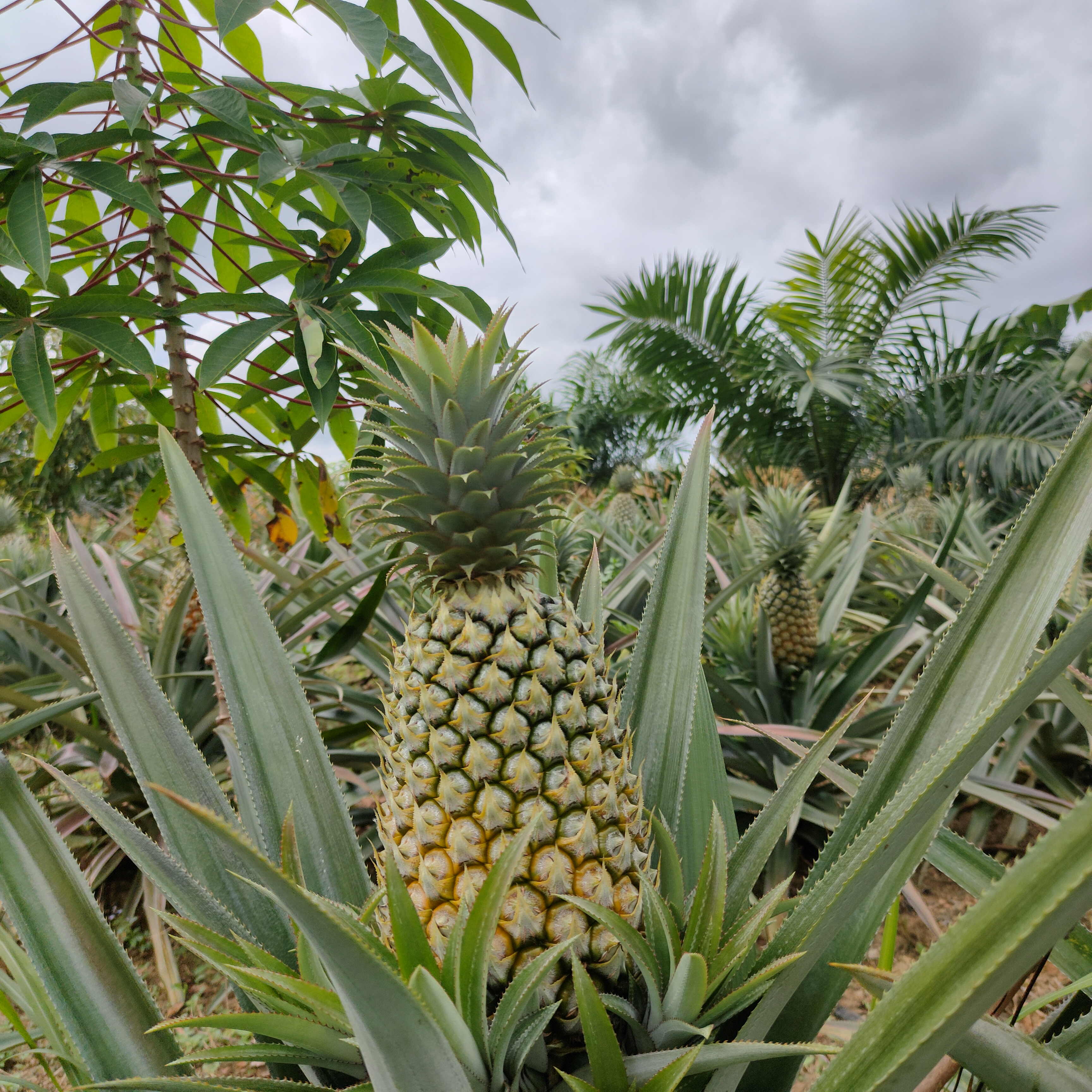 PINEAPPLE Object Detection Model by PERTIBA