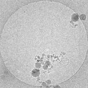 virus Object Detection Model by virus