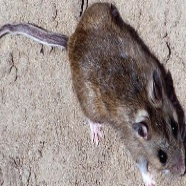 Mouse Object Detection Dataset By Mouse Dataset