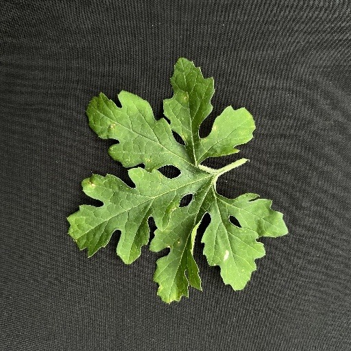 Gaea Annotation - Roboflow Universe