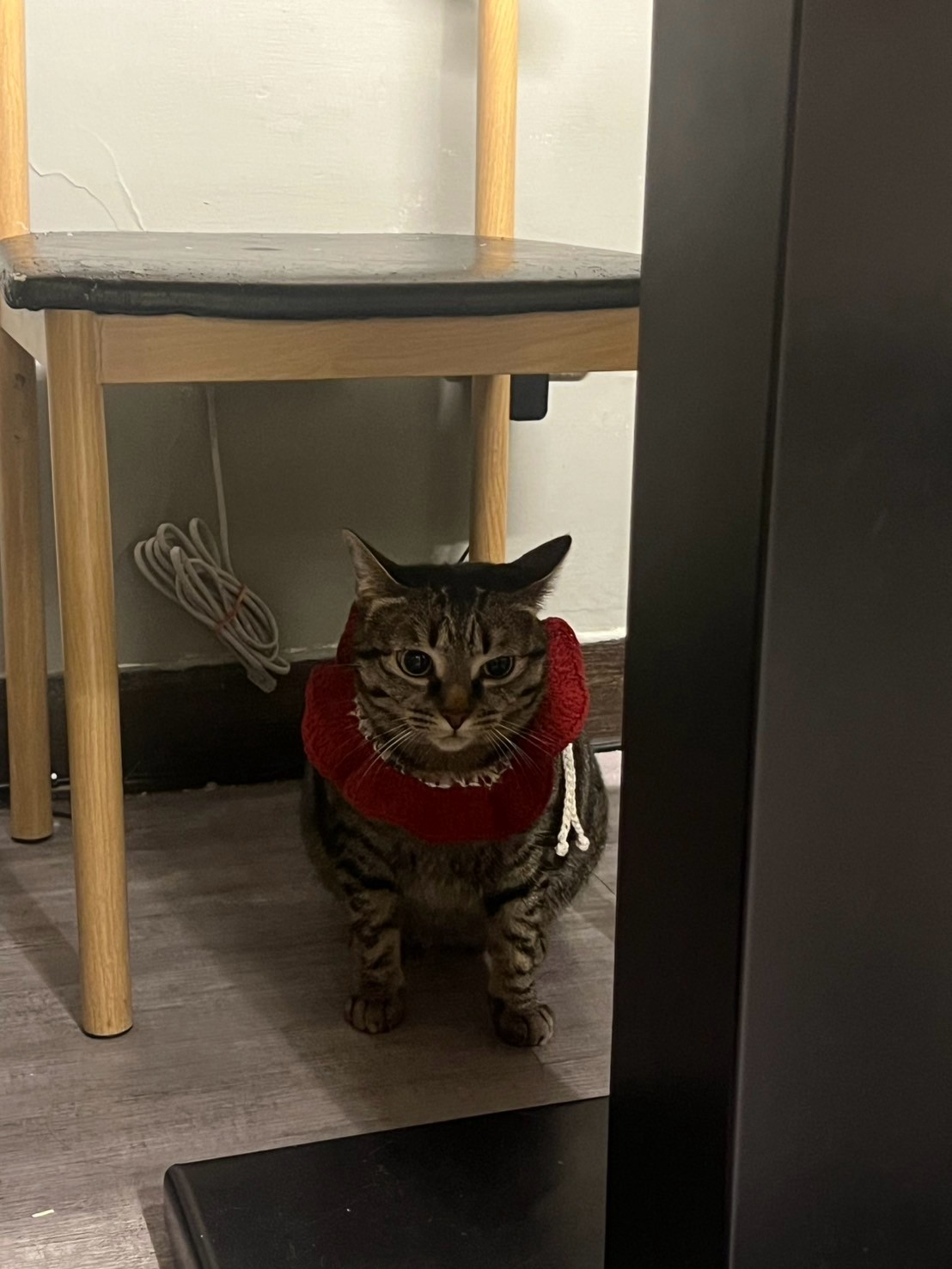 Lulu Hoho Classification Dataset And Pre Trained Model By Lulu And Hoho