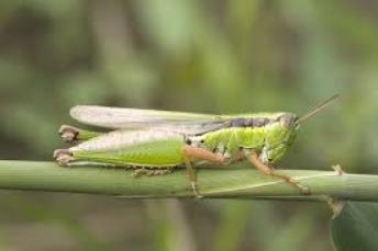 LOCUST MODEL Classification Dataset by vision