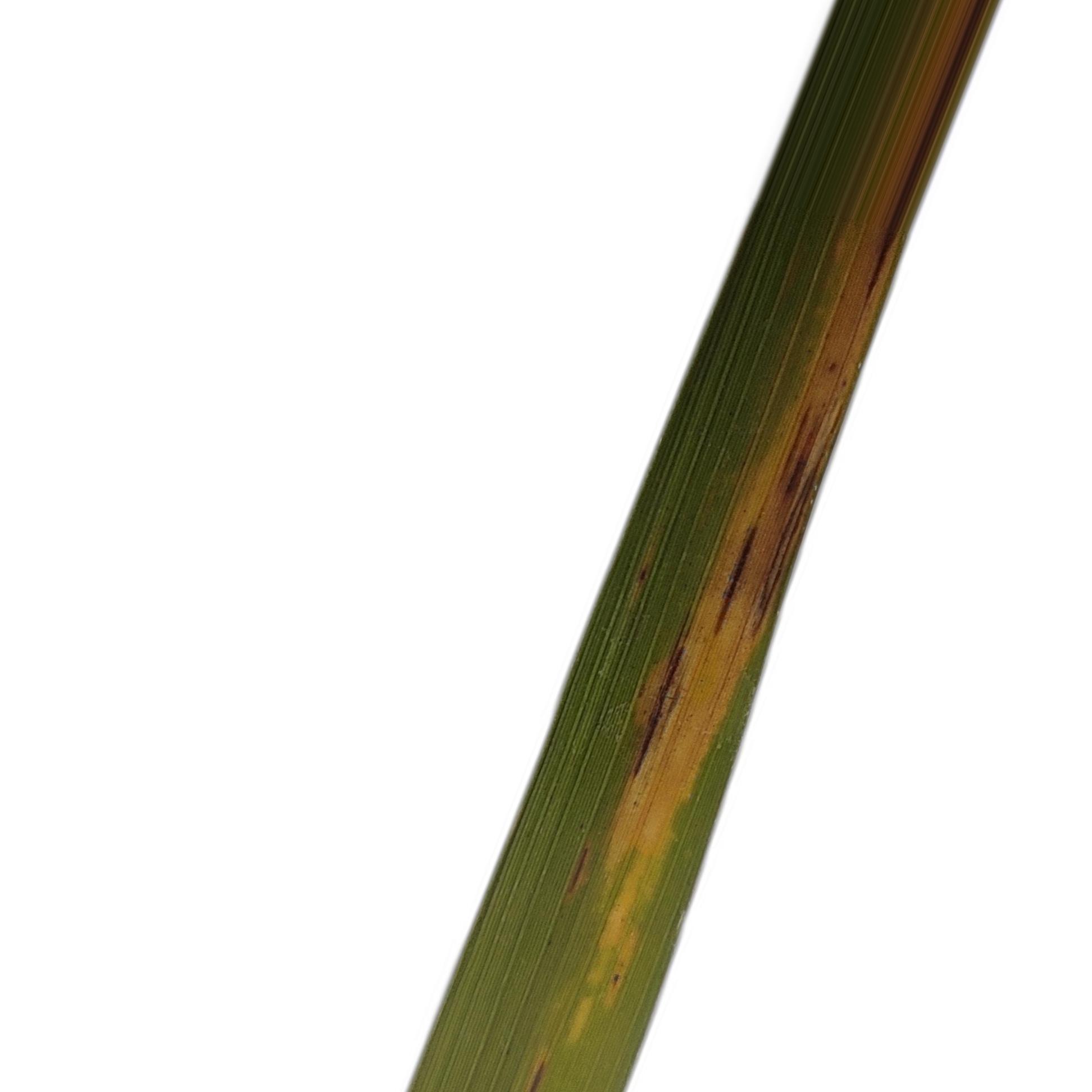 PalayProtector Ver.2 Classification Model by Sorsogon State University