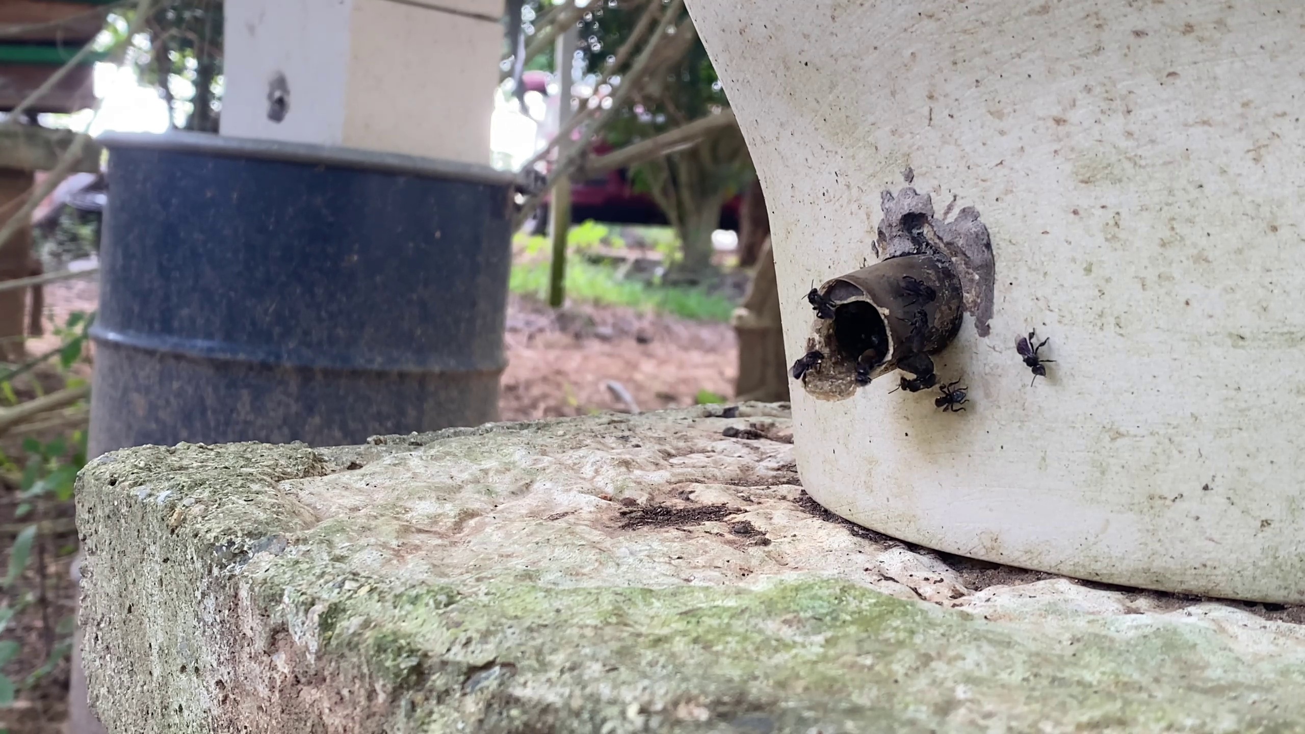 Bee Nectar Detection Object Detection Dataset by Bee Detect