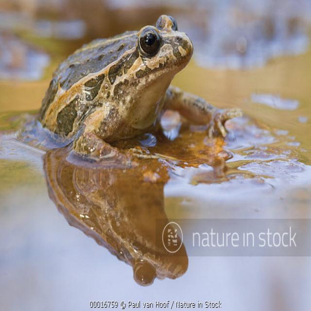 Animals classifications Classification Dataset and Pre-Trained Model by ...