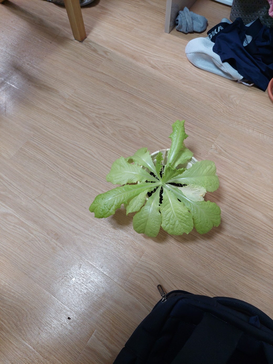 lettuce Object Detection Dataset and Pre-Trained Model by leejaewoo
