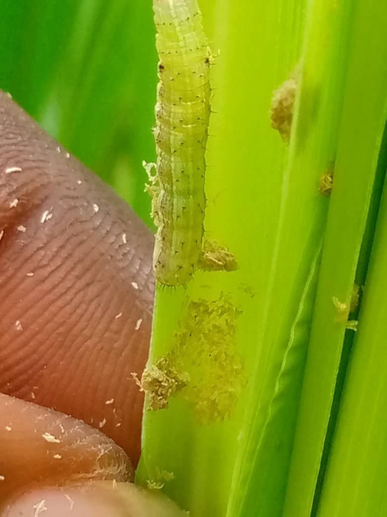 OBJECT DETECTION 3 Object Detection Dataset by YAN