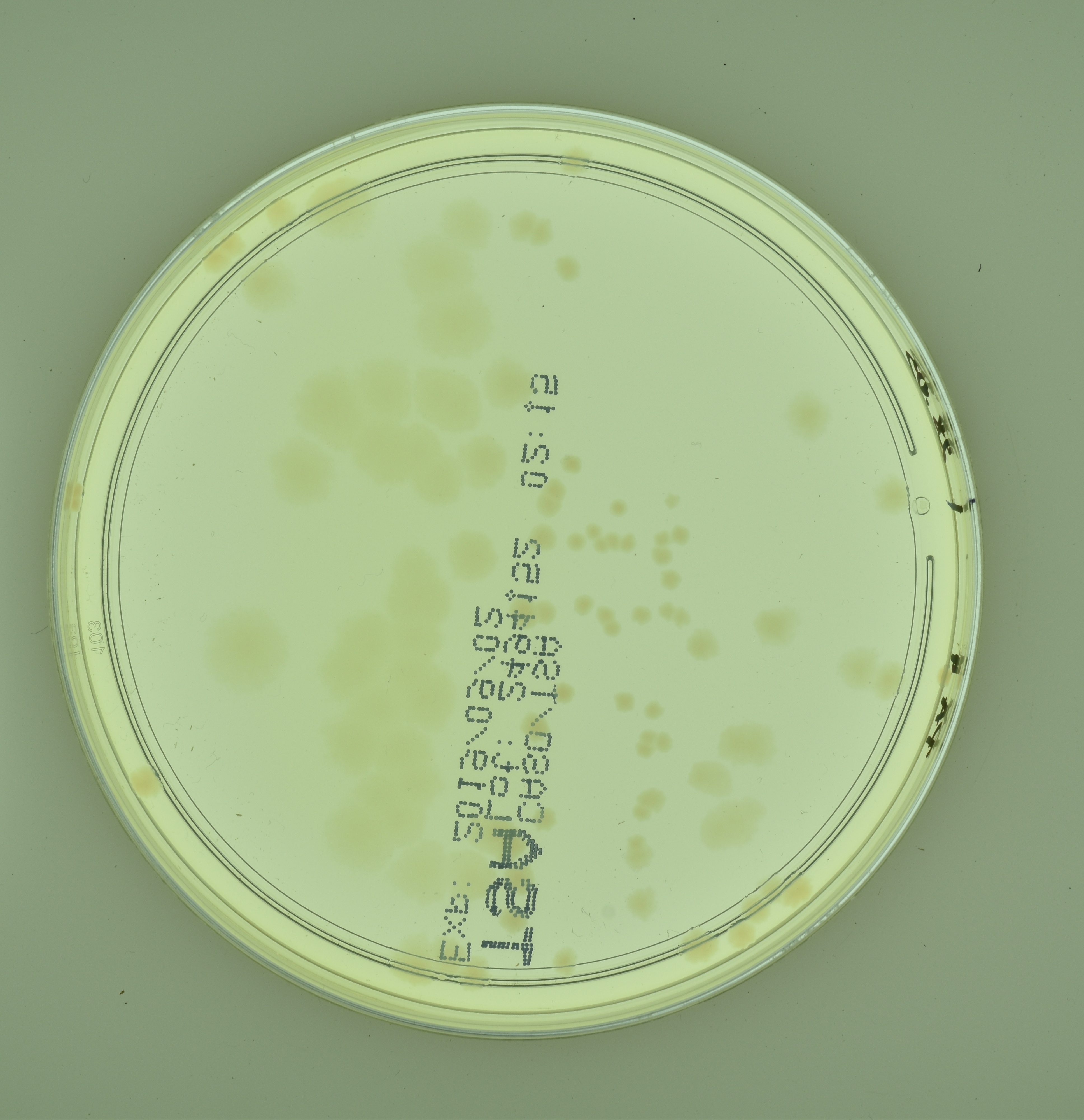 bacteria Object Detection Model by TA