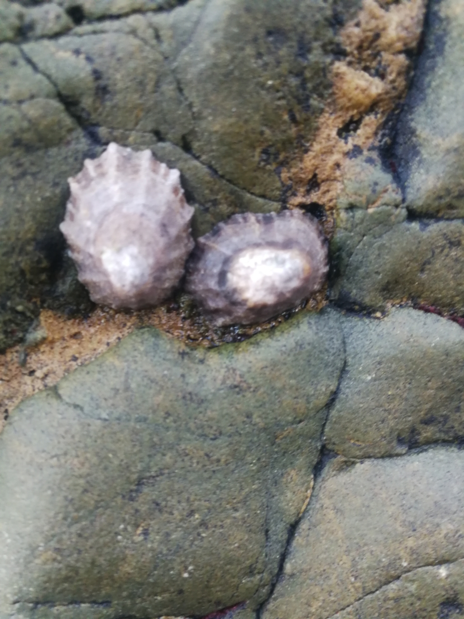 GB_mollusc_identity Instance Segmentation Dataset by Mollusc Imaging ...