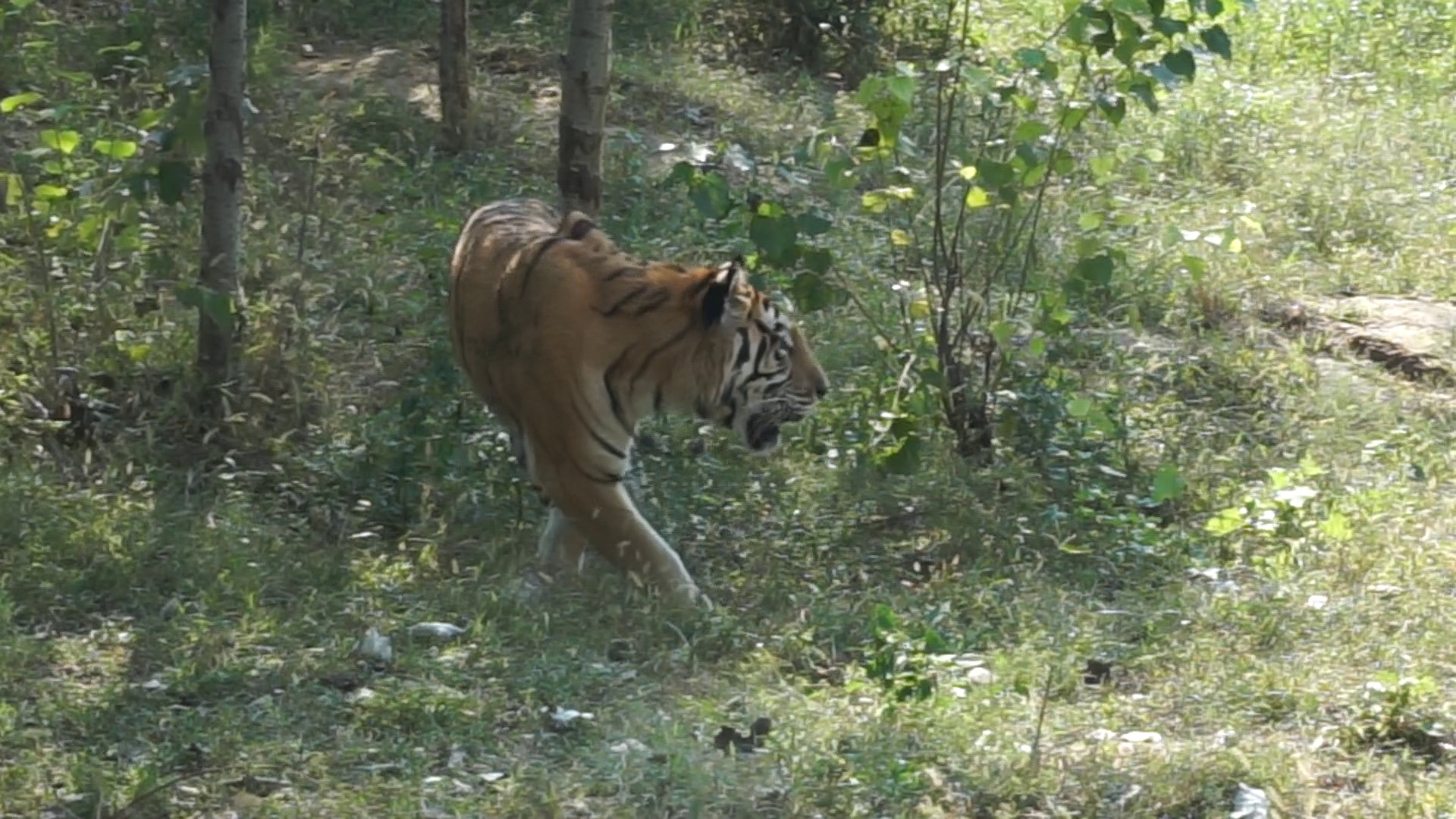 tiger Object Detection Model by Tiger