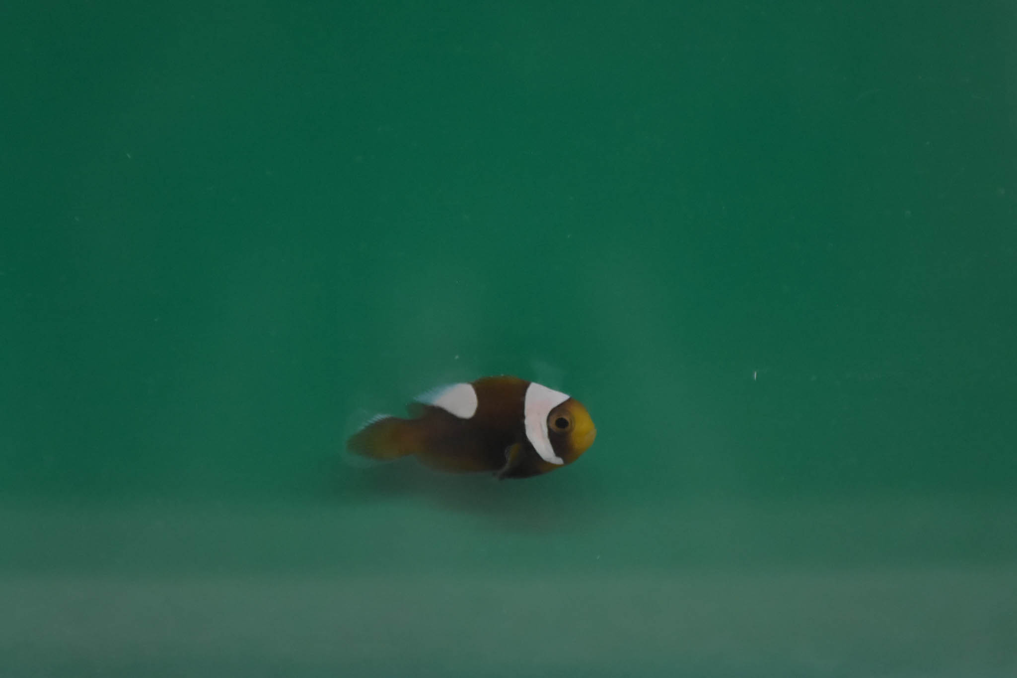 fish Object Detection Dataset and Pre-Trained Model by pla