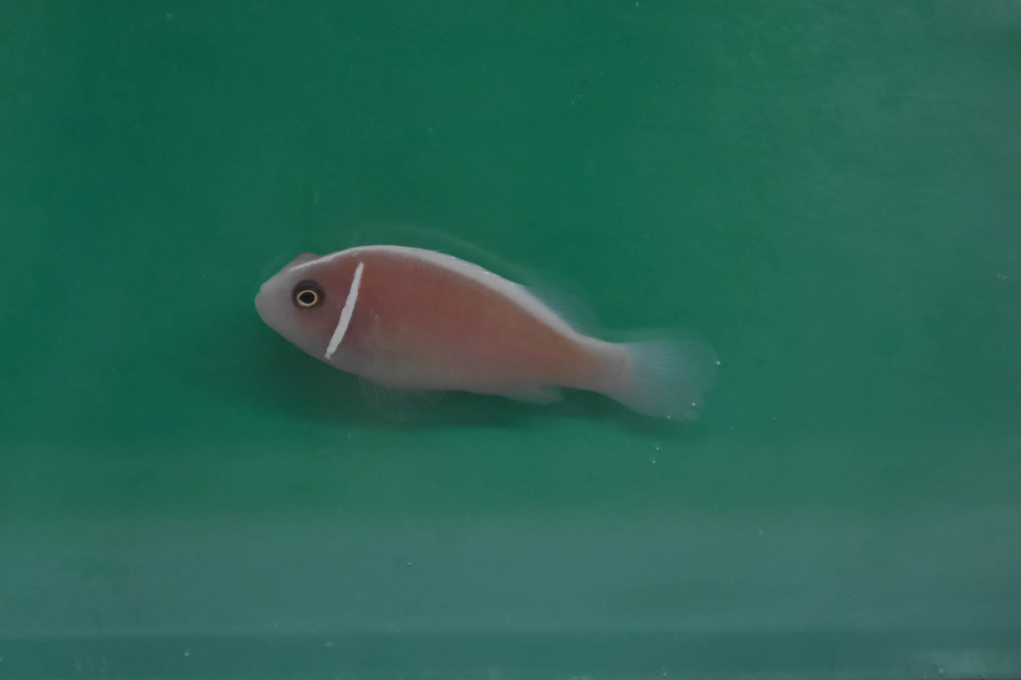 Measure the size of the fish Object Detection Model by pla