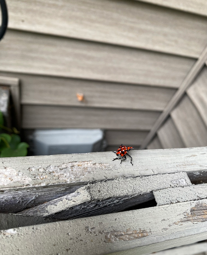 Spotted Lanternfly Annotated Set Object Detection Dataset by Ryan Su Research