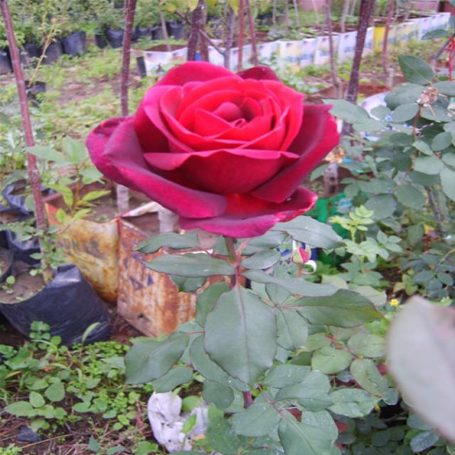 Rose Detection Object Detection Dataset by burakkaplansprojects6841