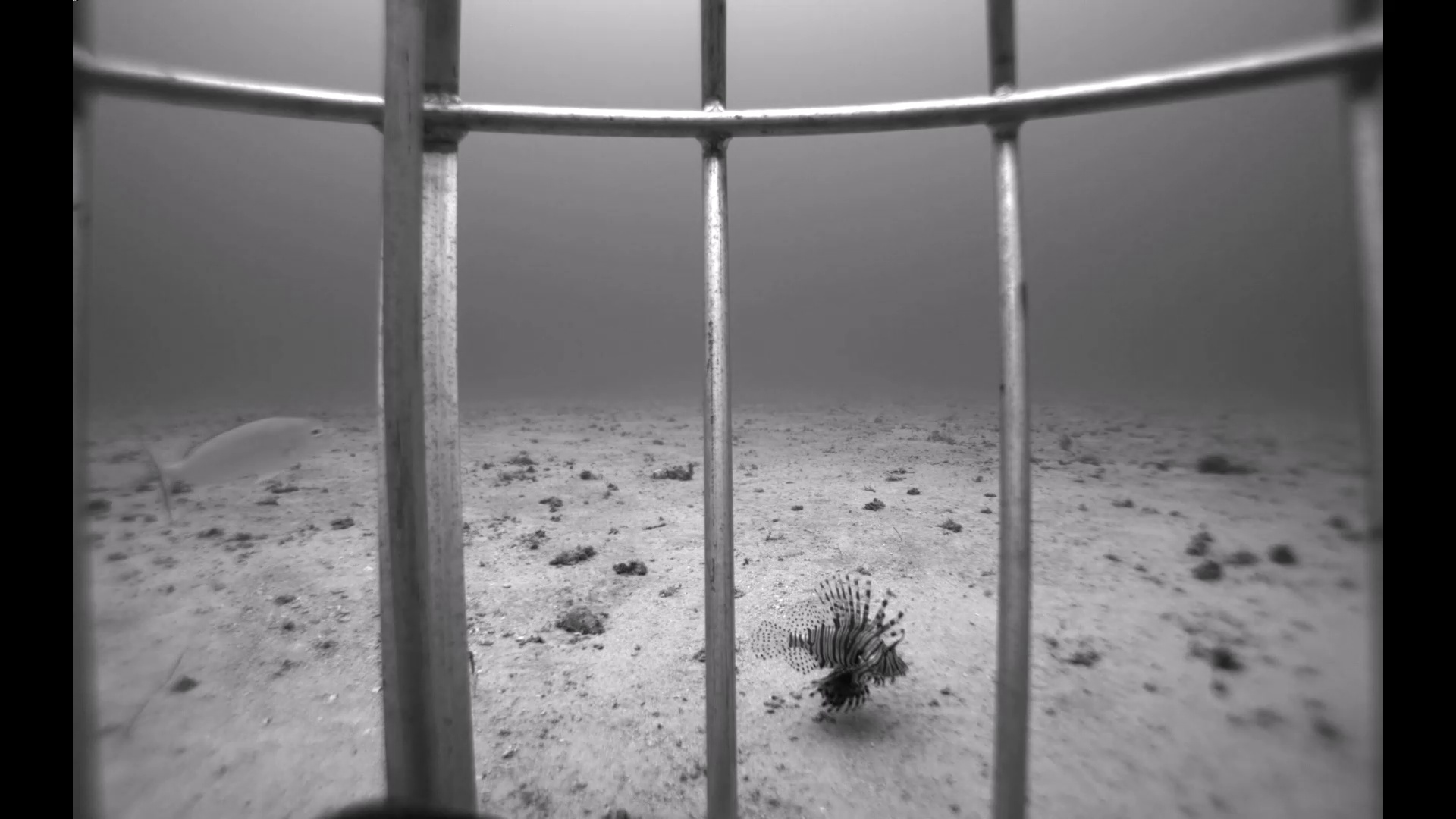 Fish_detect Object Detection Dataset by Fishdetect