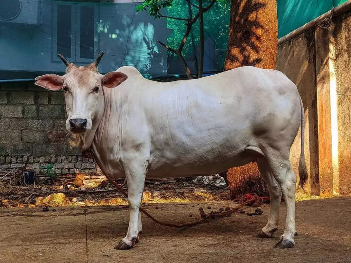 cattle database - Roboflow Universe
