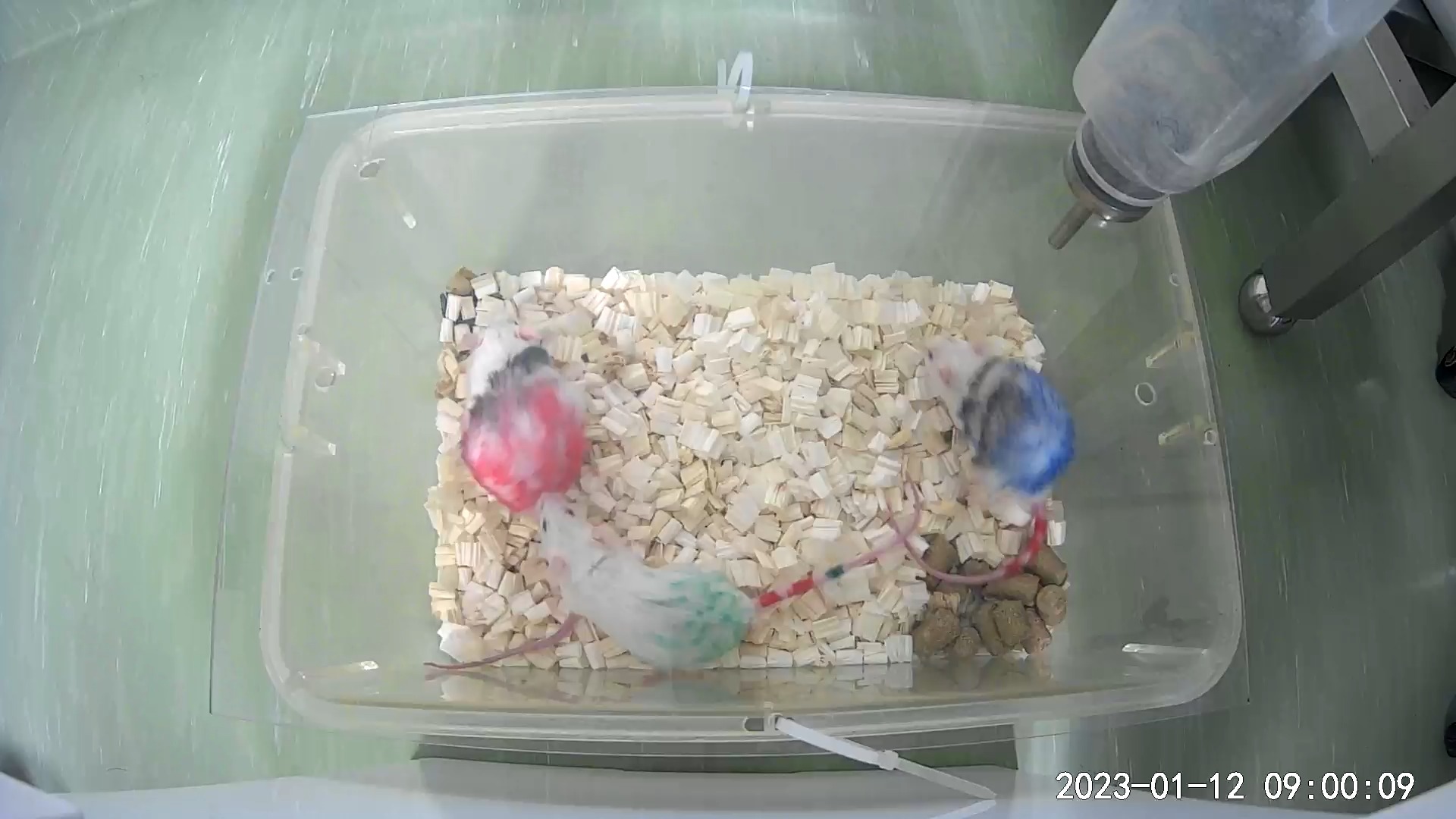 mouse_seg_230101 Instance Segmentation Dataset by naomi