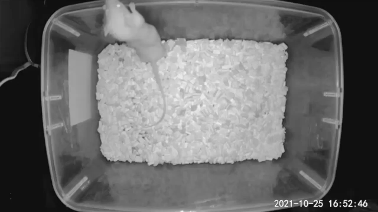 Mouse Detect Object Detection Dataset by naomi