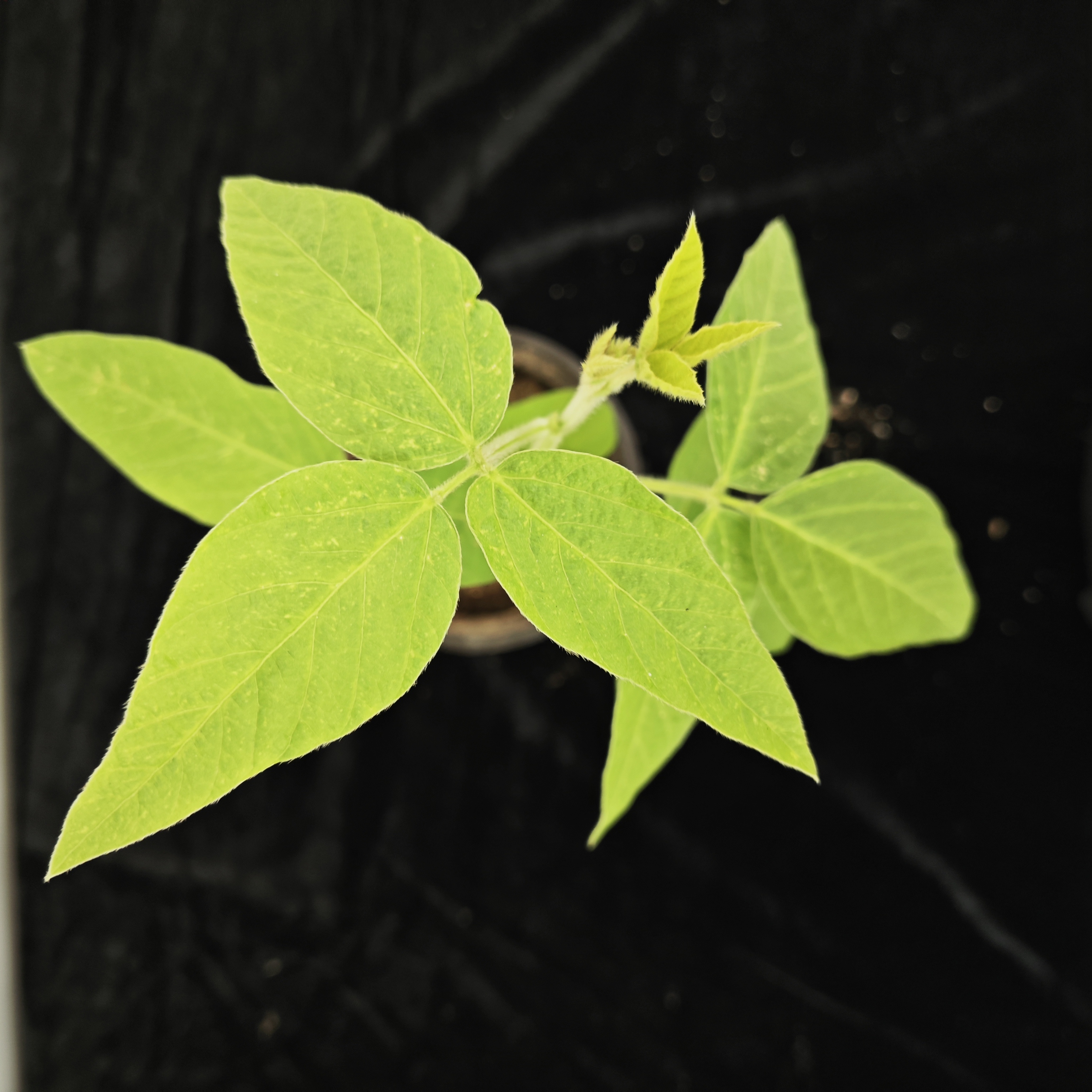 Soybeans Instance Segmentation Dataset by zhangxing