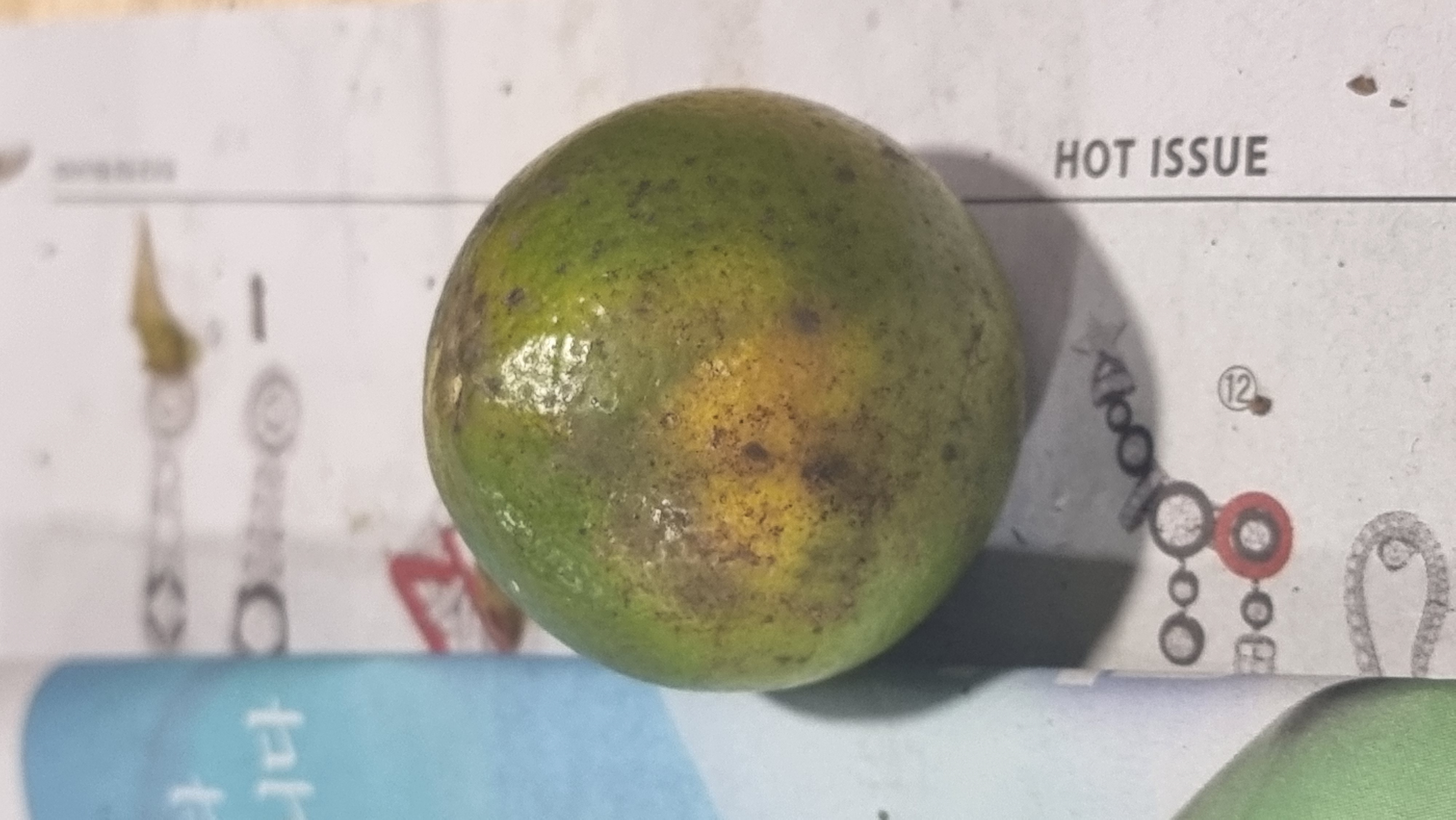 project machine learning Object Detection Model by tamaki wizy