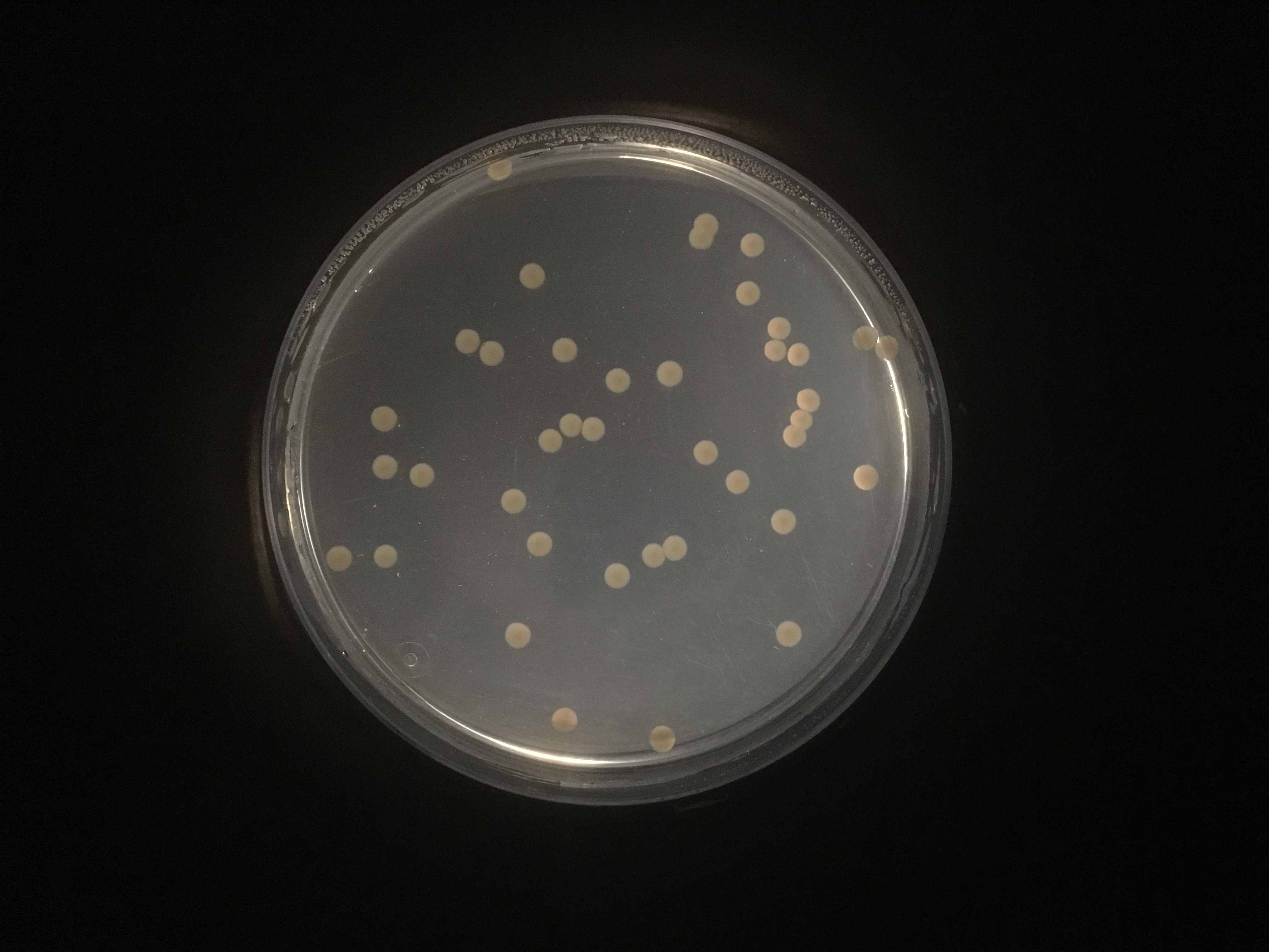 datatrain Object Detection Dataset by tamaki wizy