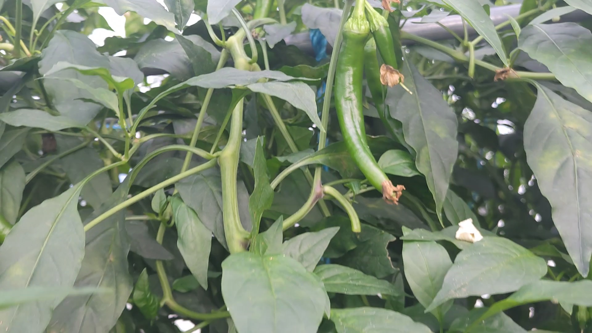 yolo12_3parts Object Detection Dataset by cucumber