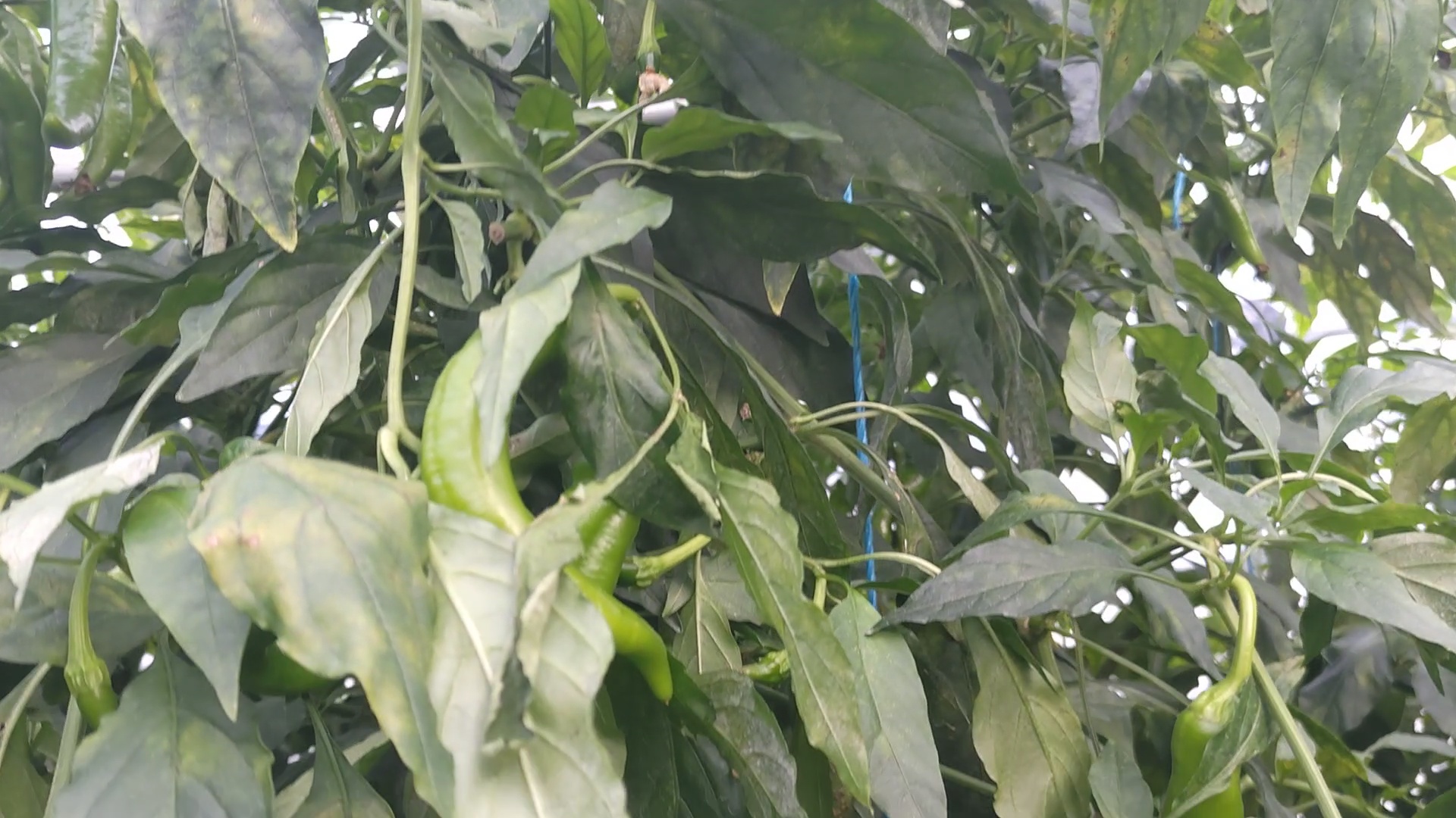 yolo11seg_tougarashi Instance Segmentation Dataset by cucumber